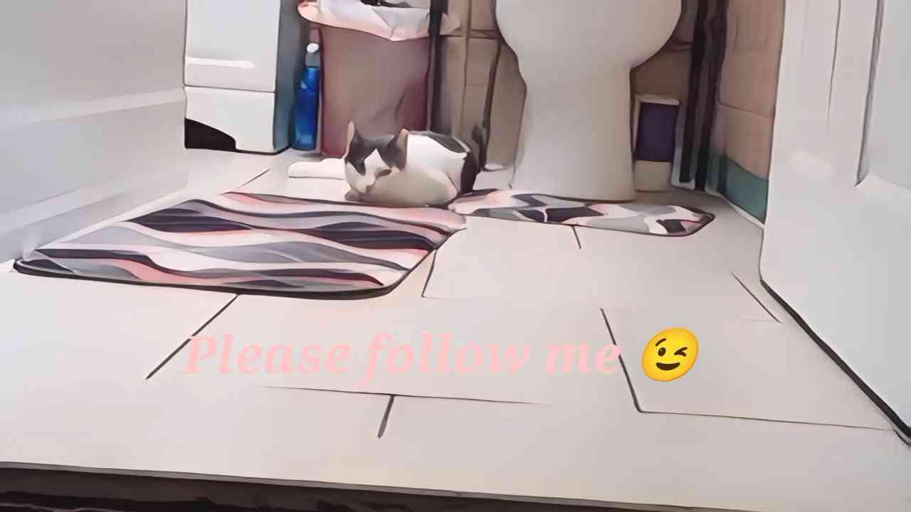 kitty_cat_fun - KineMaster Templates