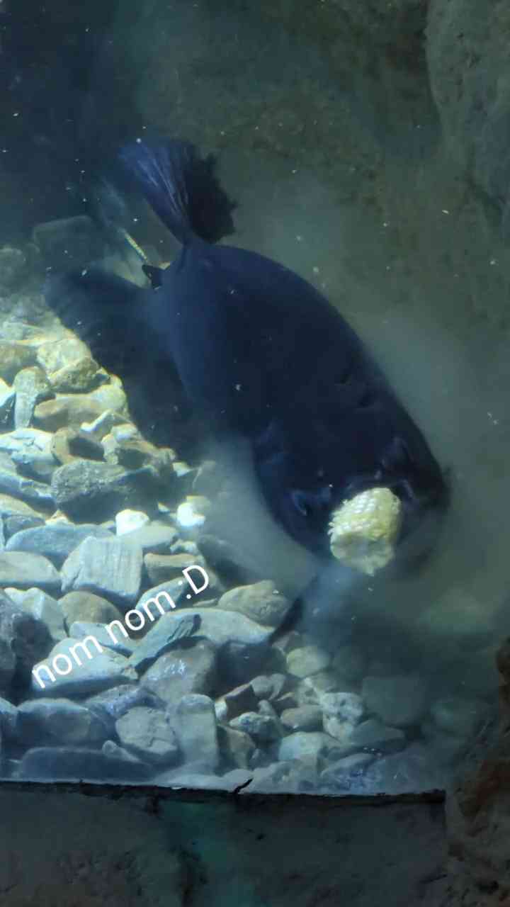 Cat Rainshell 🪻 - KineMaster Templates