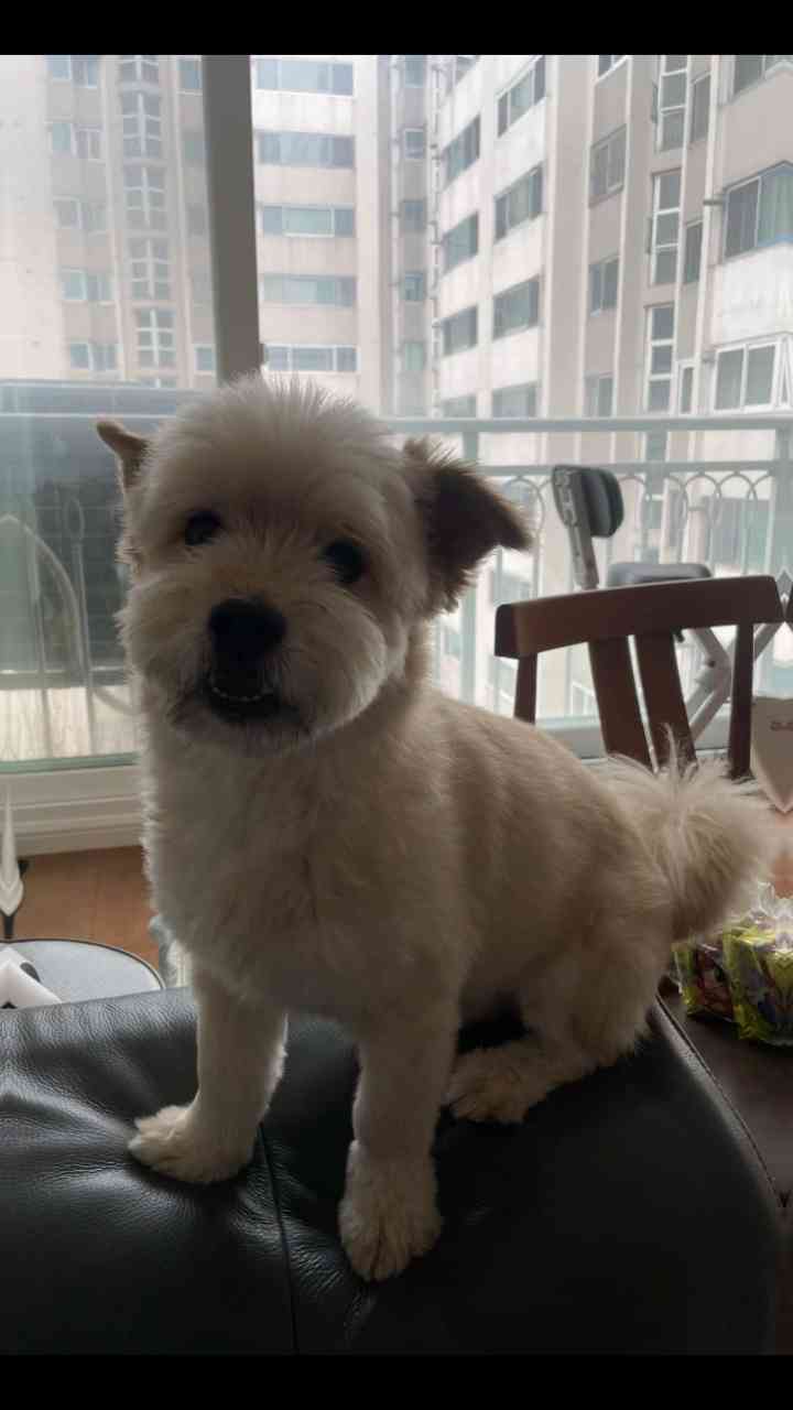 HJKI - KineMaster Templates