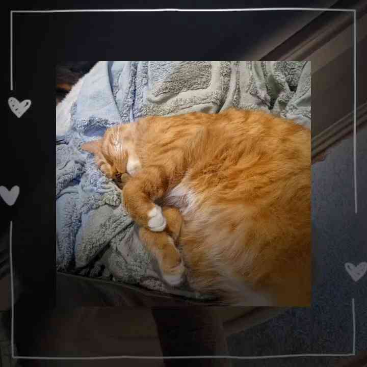 spooky cat - KineMaster Templates